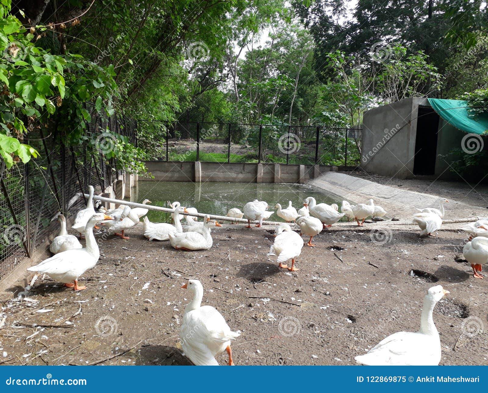 Group of Duck stock image. Image of ducks, duck, group - 122869875