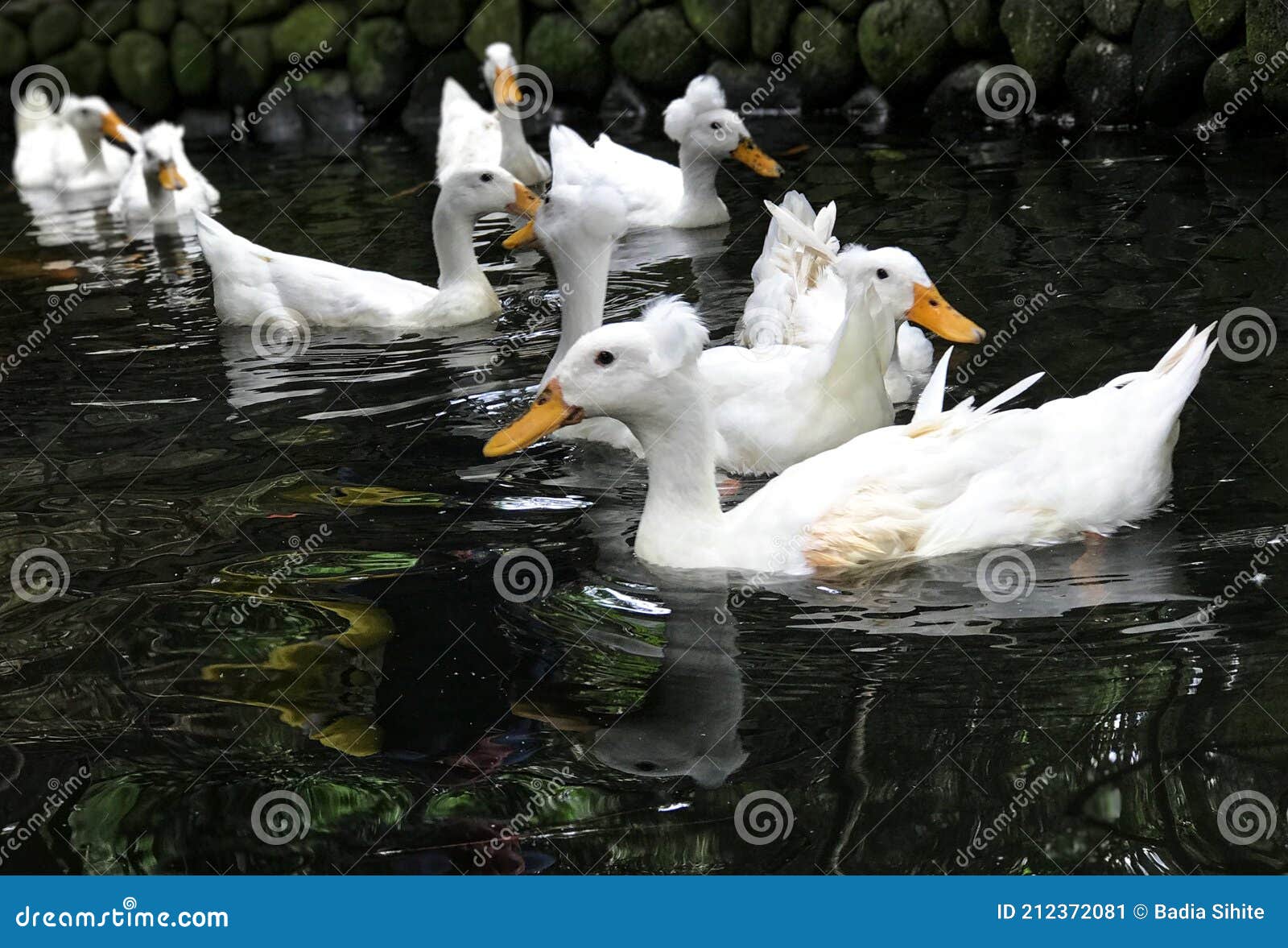 Group of Duck stock image. Image of animal, swimming - 212372081