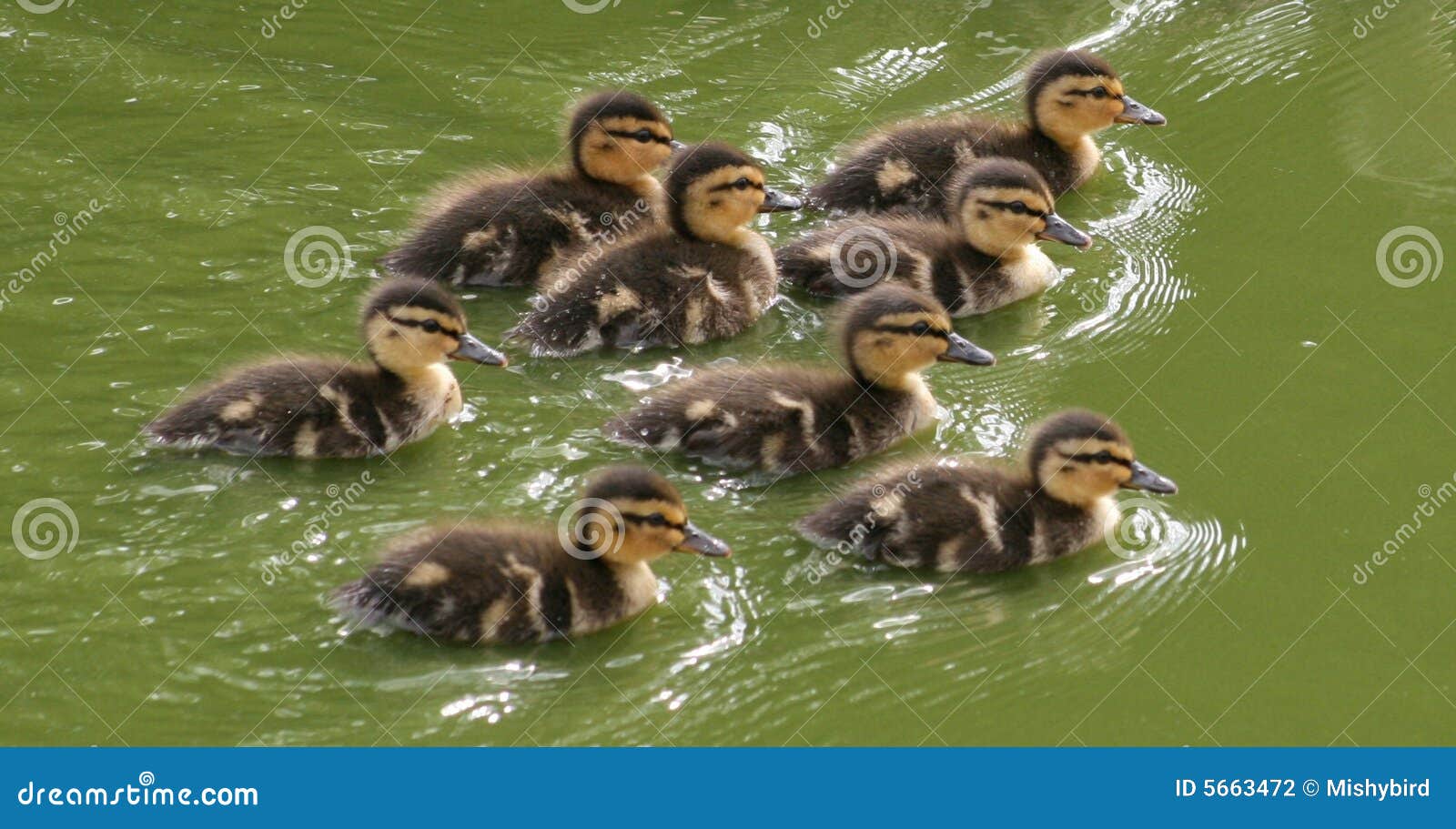 Group of duckling on lake stock photo. Image of river - 5663472