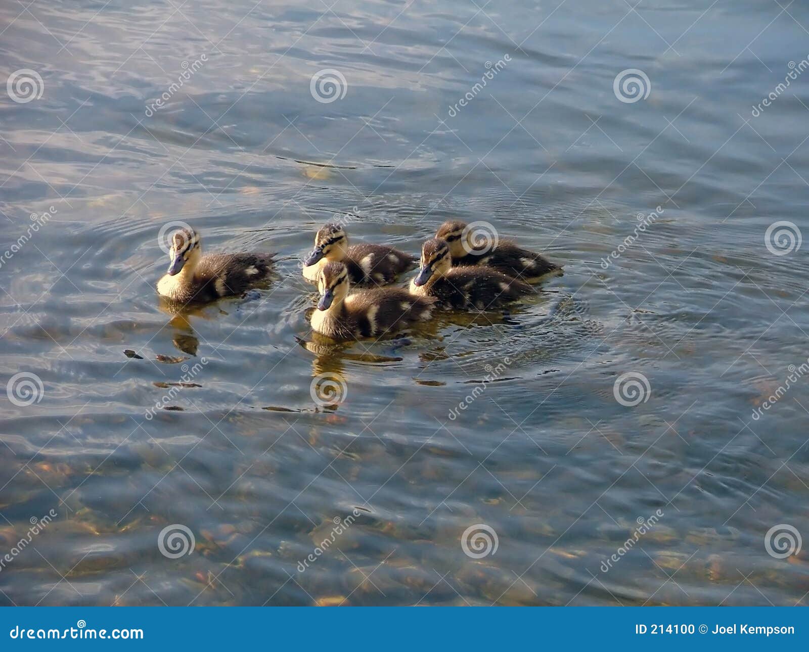 Group of Ducklings stock photo. Image of lake, feather - 214100