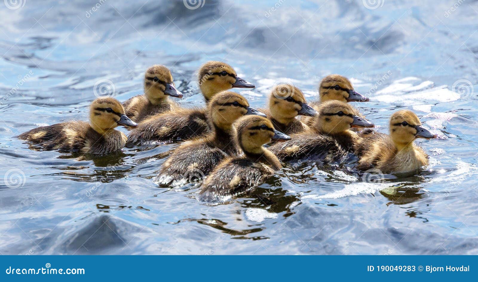 Group of ducklings stock image. Image of soft, swimming - 190049283