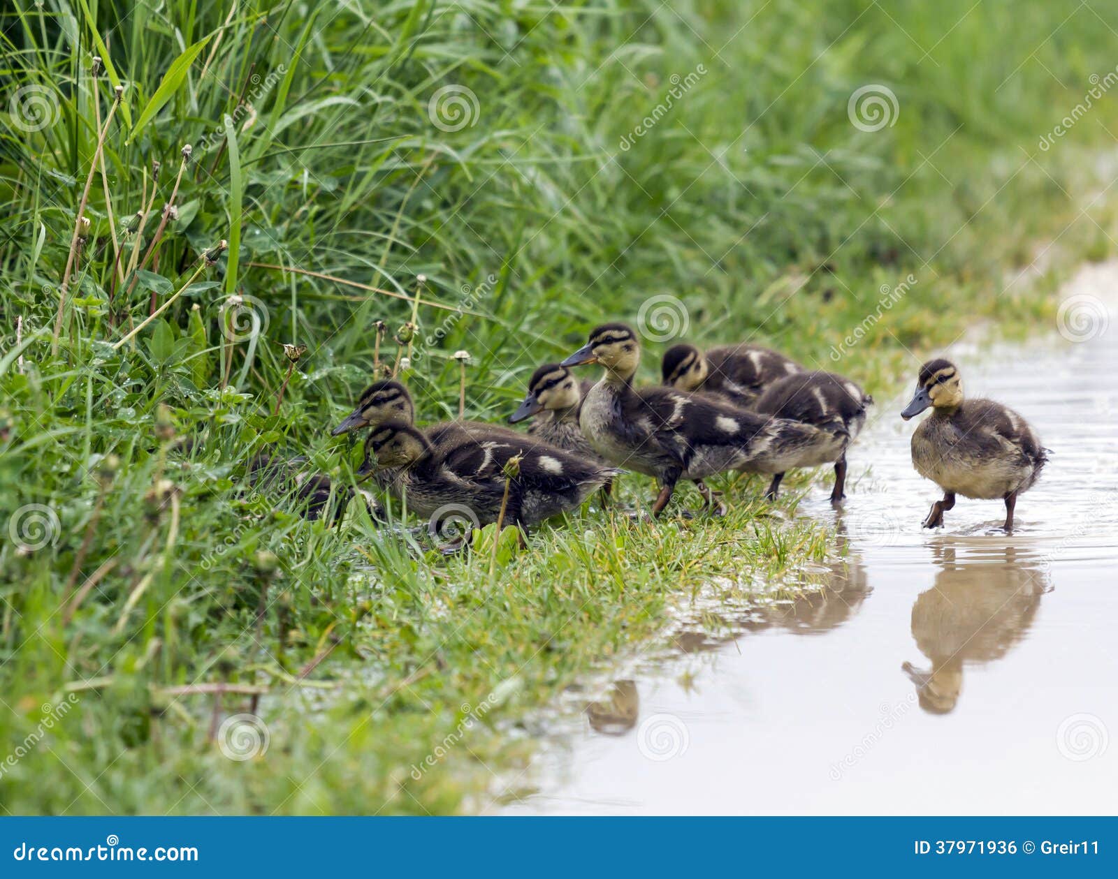 Group of Ducklings Hiding in the Grass Stock Photo - Image of farm ...