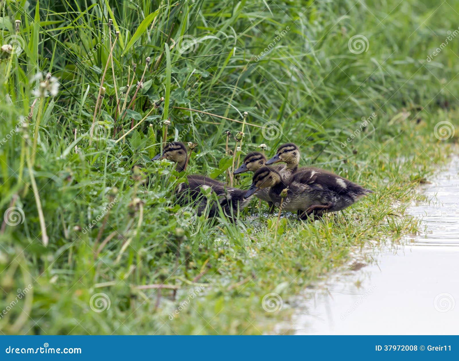 Group of Ducklings Hiding in the Grass Stock Photo - Image of small ...