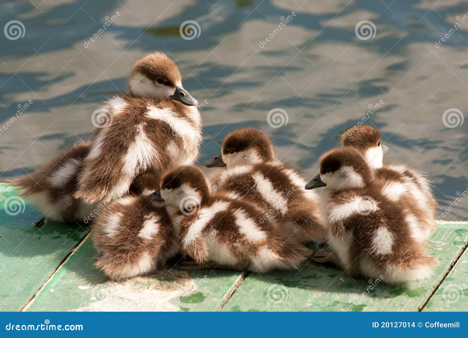 Group of Ducklings on a Mooring Stock Photo - Image of feathers, water ...