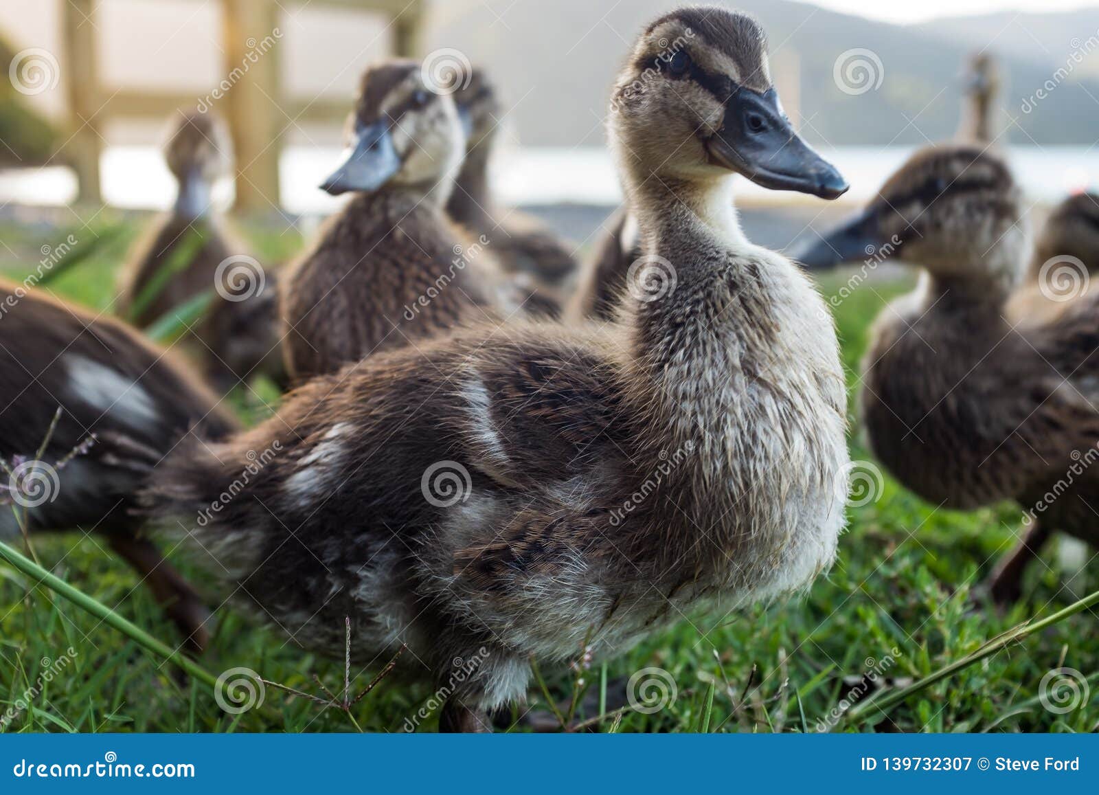Group of Ducklings, One Prominent in the Foreground Stock Image - Image ...