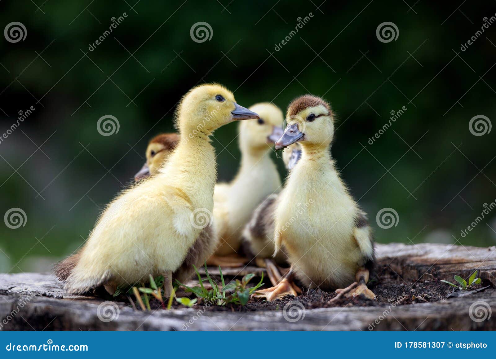 Group of Ducklings Outdoors in Spring Stock Image - Image of breed ...