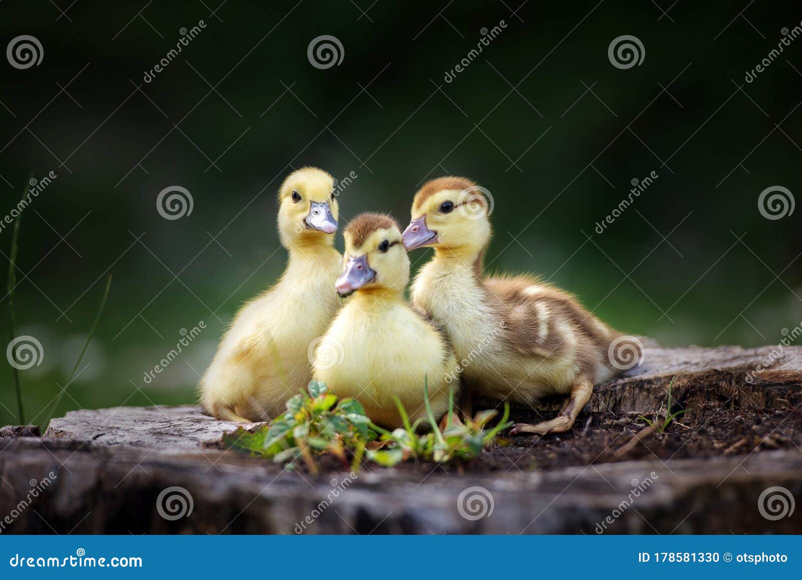 Group of Ducklings Outdoors in Spring Stock Photo - Image of quack ...
