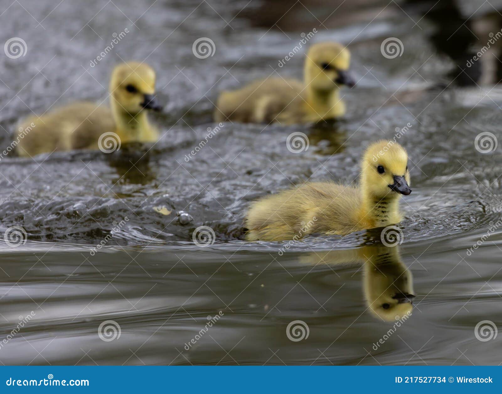 Group of Ducklings in a Pond Stock Photo - Image of feather, chick ...
