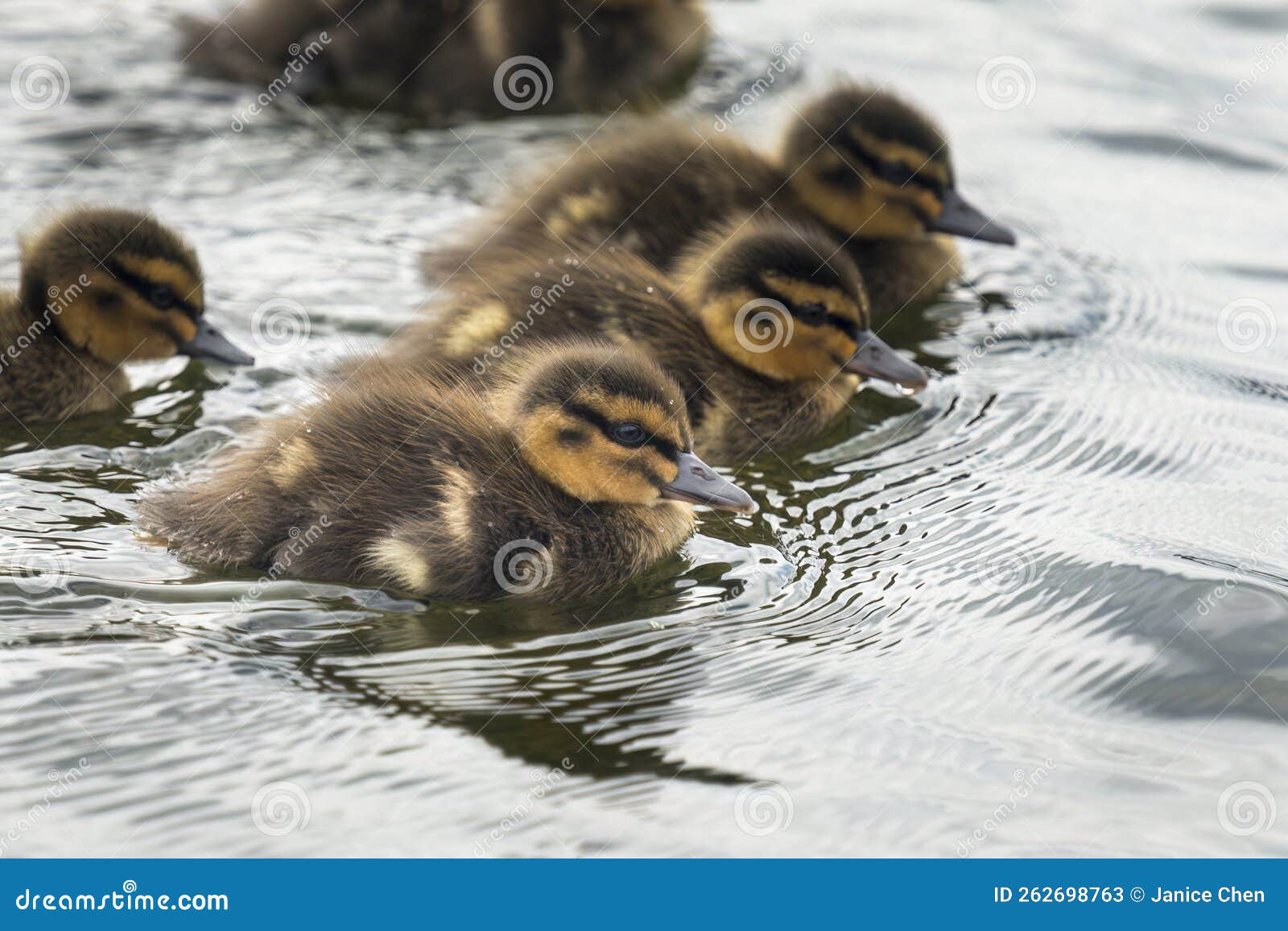 A Group of Ducklings Swimming in the Lake Stock Image - Image of ...