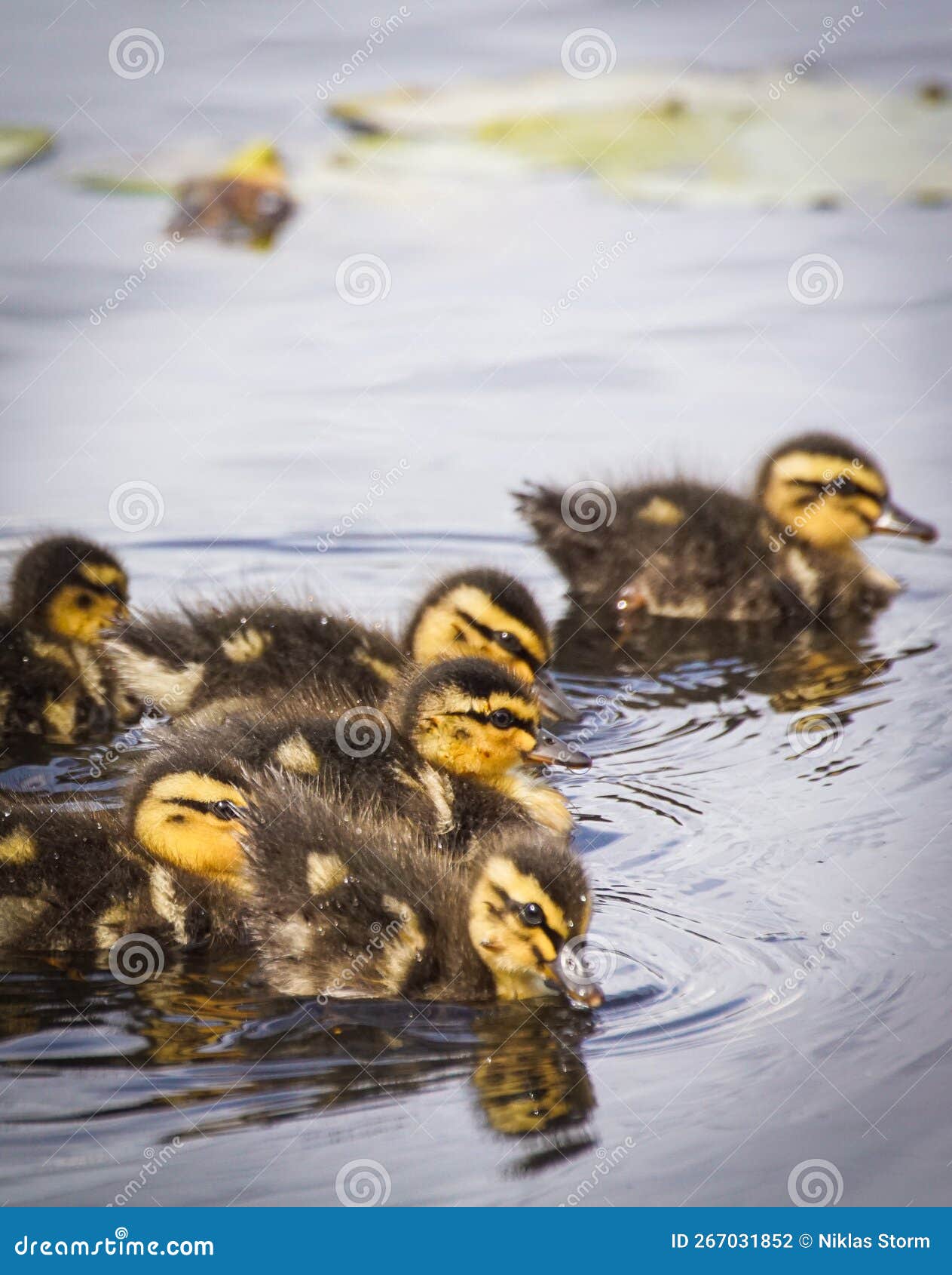 A Group of Ducklings Swimming in a Lake Stock Photo - Image of duck ...