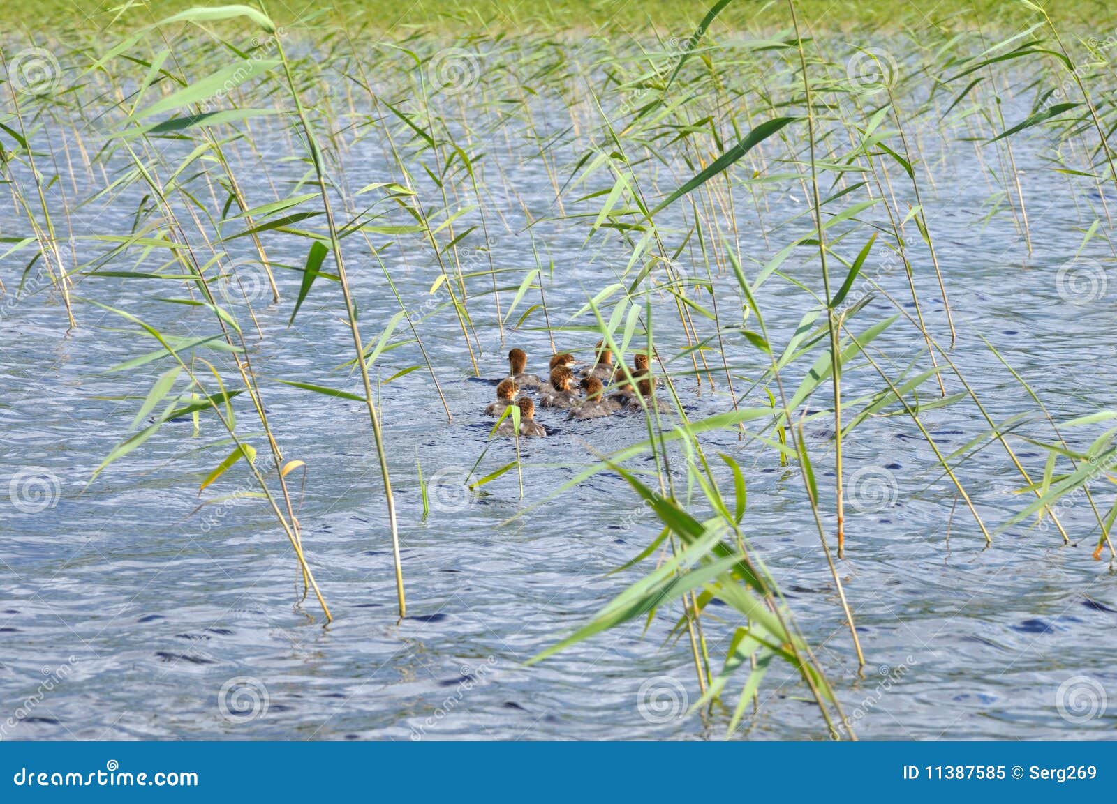 The Group of Ducklings Trying To Hide in Reed Stock Image - Image of ...