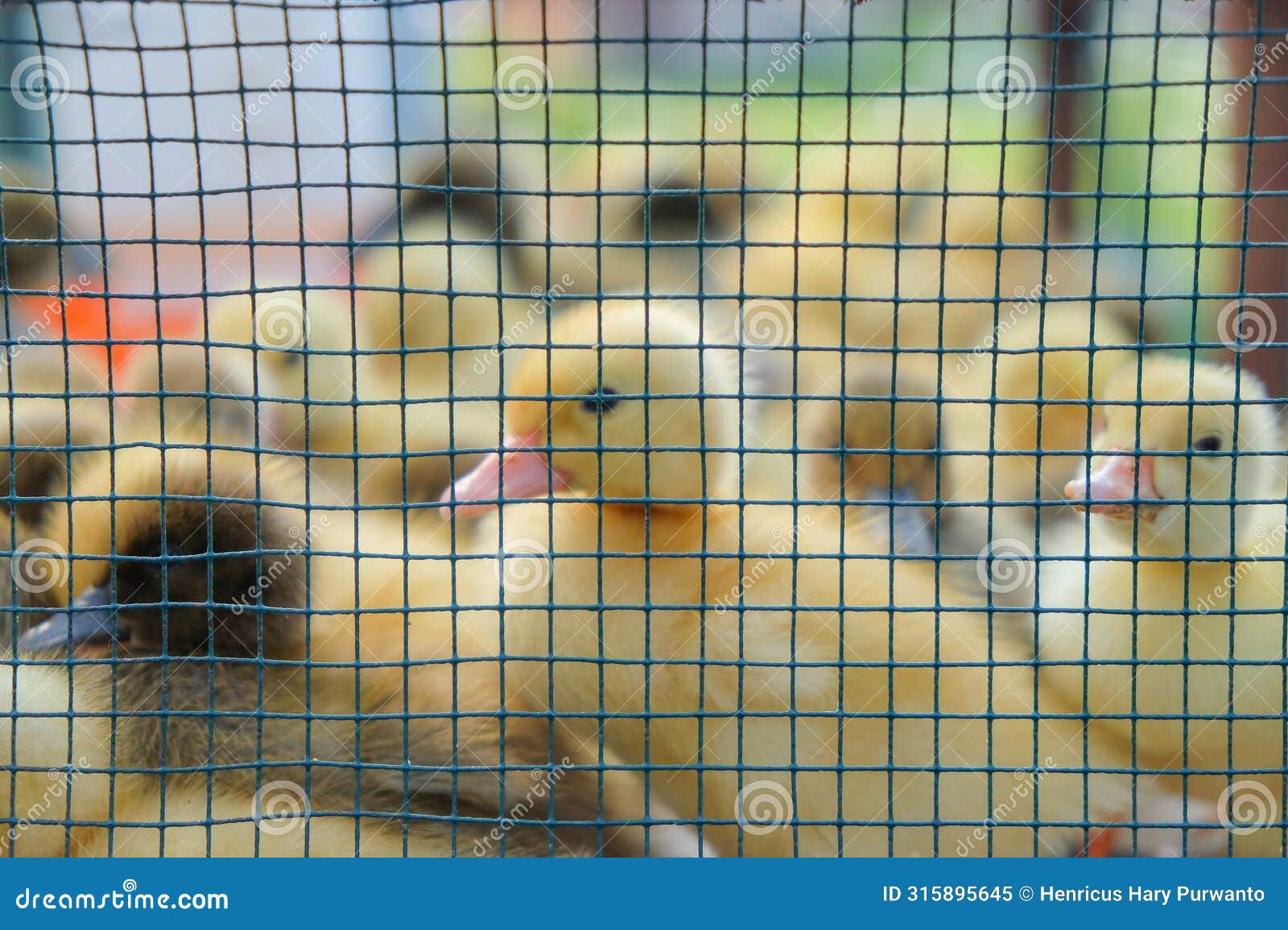 A Group of Ducklings in a Wire Mesh Cage Stock Image - Image of duck ...