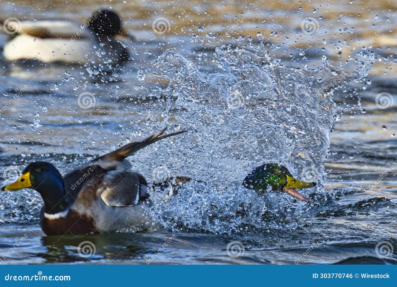 Two Ducks Chasing after Each Other in the Water and Some Others ...