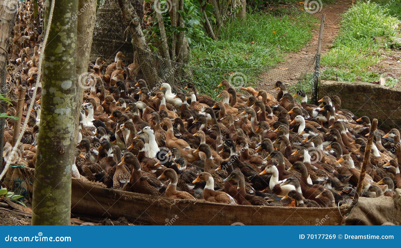 Group of Ducks stock image. Image of beaks, water, birds - 70177269
