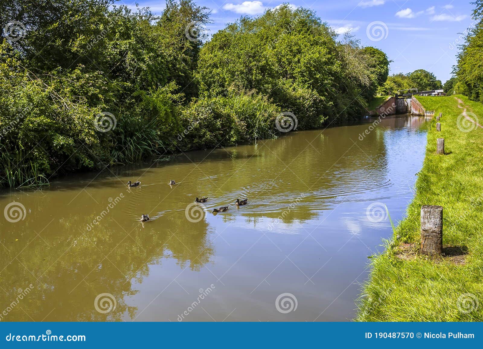 A Group of Ducks on the Edstone Aqueduct, Warwickshire, the Longest ...