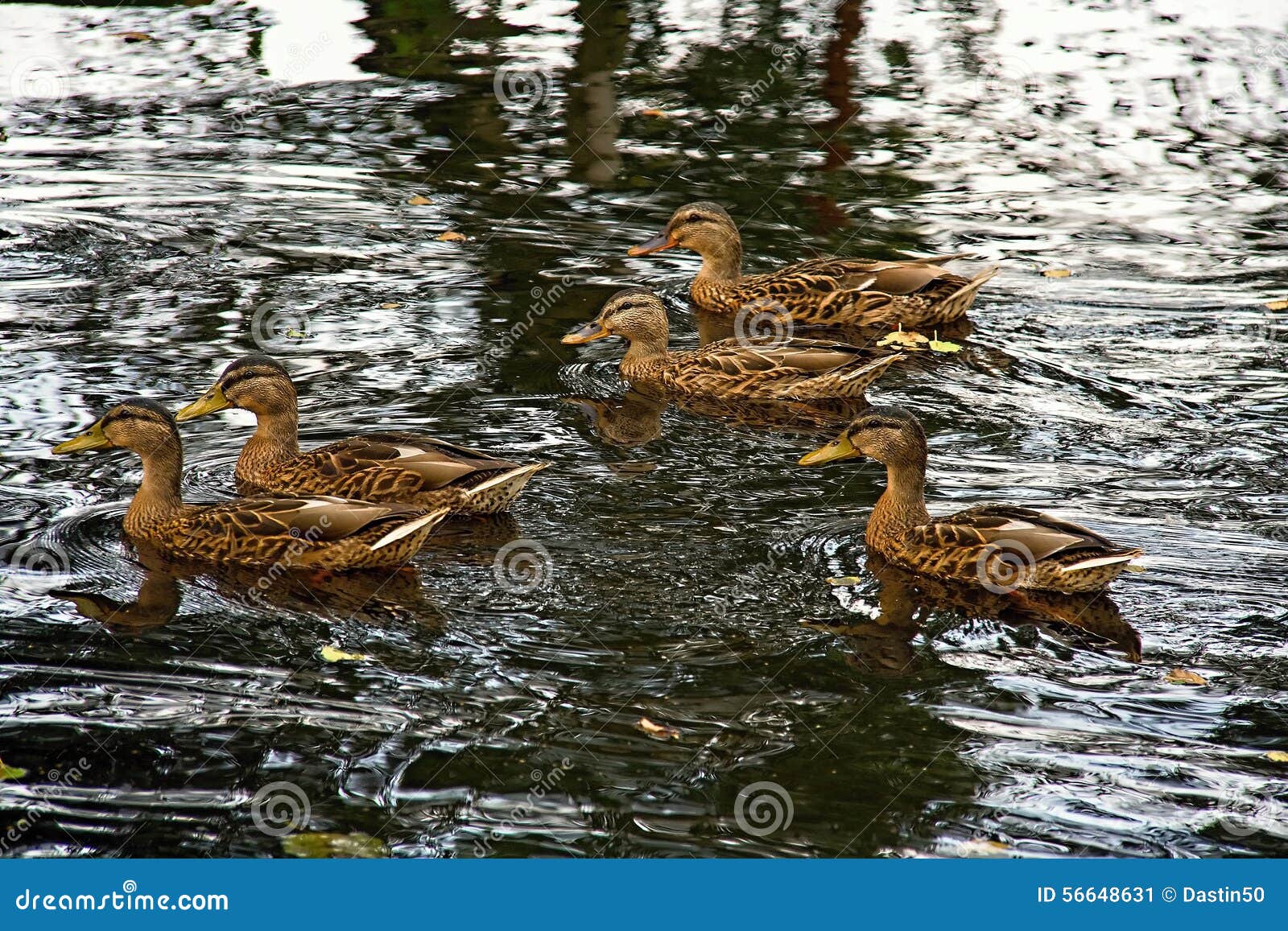 Ducks Floating On The River Stock Image | CartoonDealer.com #74763841