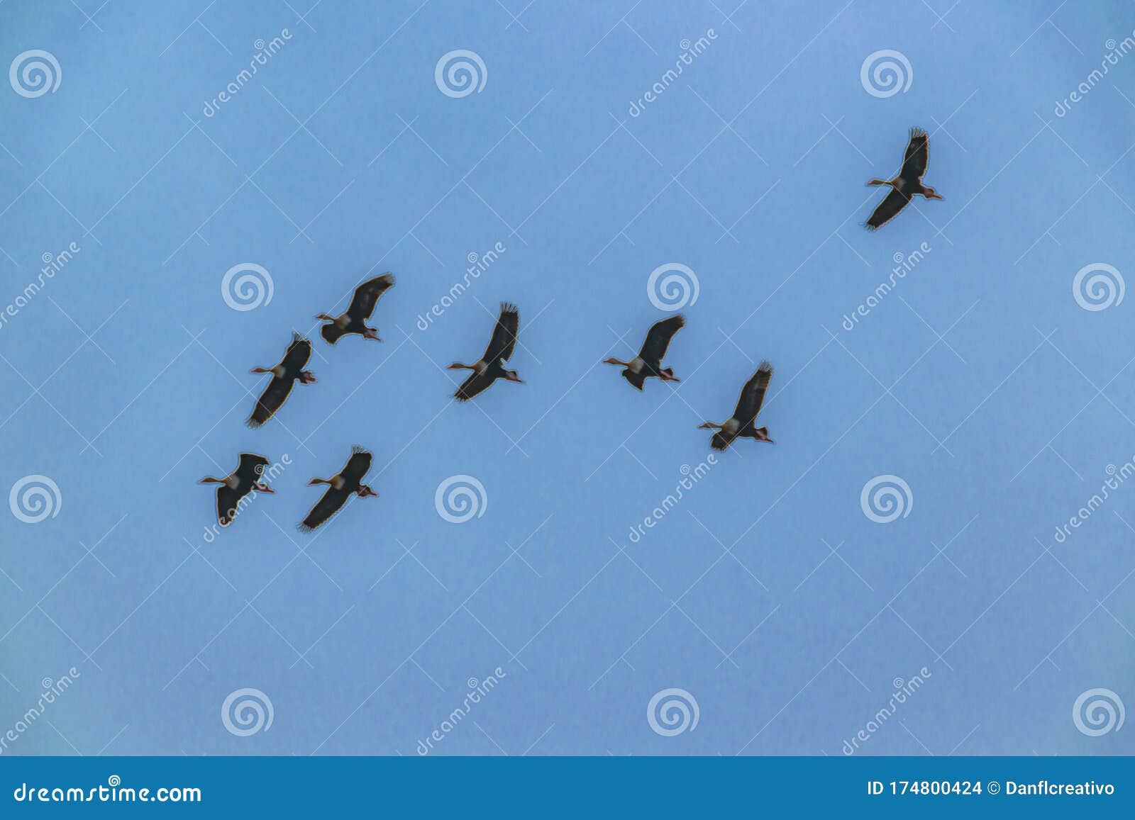 Group of Ducks Flying Over Cloudy Sky, Samborodon, Ecuador Stock Photo ...