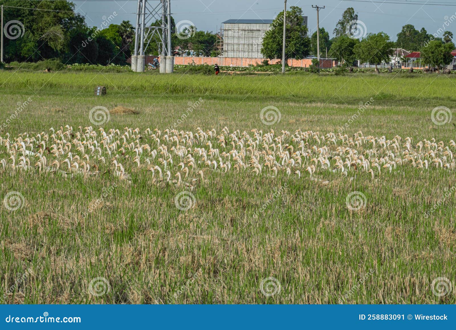 Ducks Following Mother In A Queue,lake,symbolic Figurative Harmonic ...