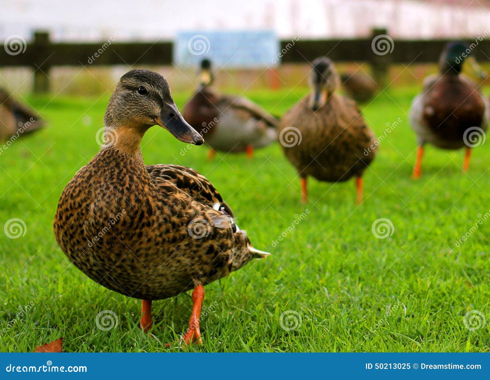 Group of Ducks on the Grass Stock Image - Image of green, webbed: 50213025
