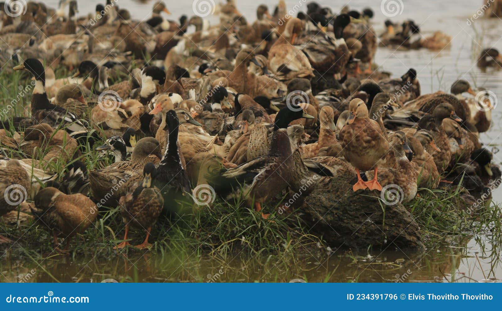 Group of ducks stock photo. Image of ducks, mallard - 234391796