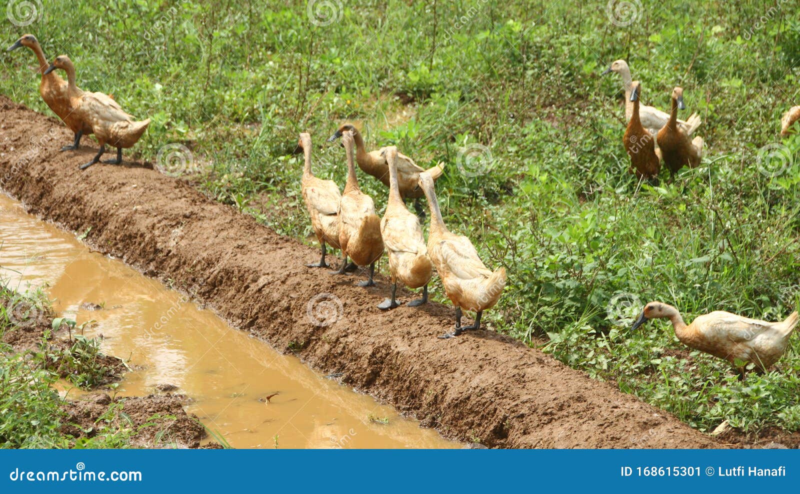 A Group of Ducks Look for Food in Rice Fields Stock Image - Image of ...