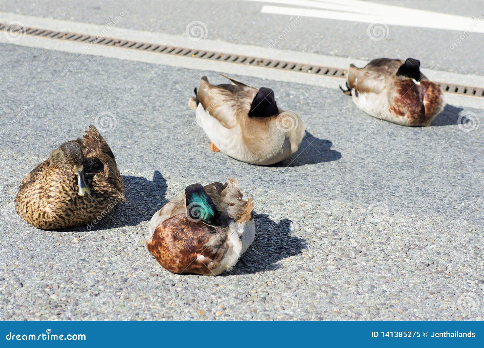 Four Ducks Lying on the Street Stock Image - Image of lying, road ...