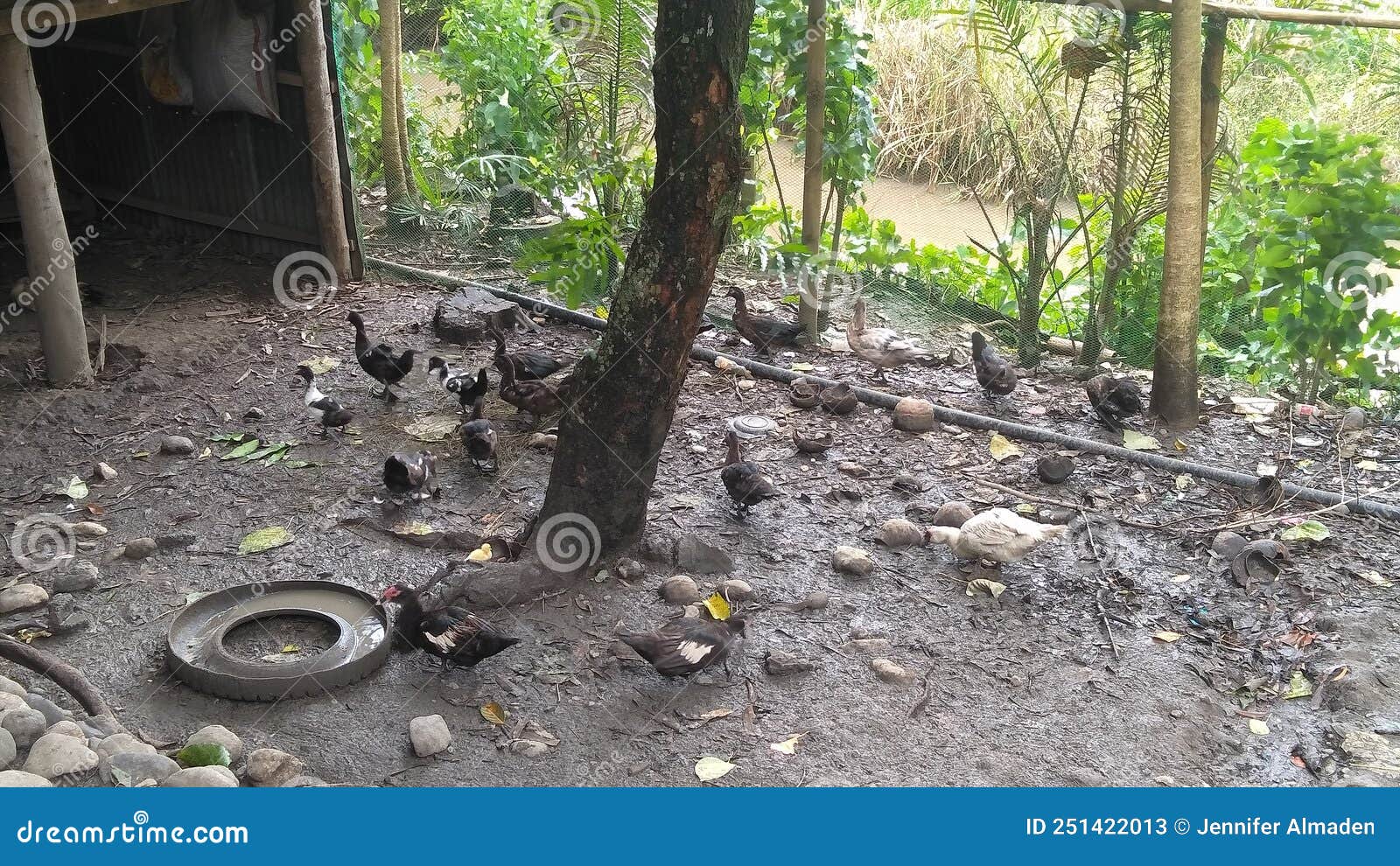 A Group of Ducks in a Muddy Soil. Stock Image - Image of ducks, group ...