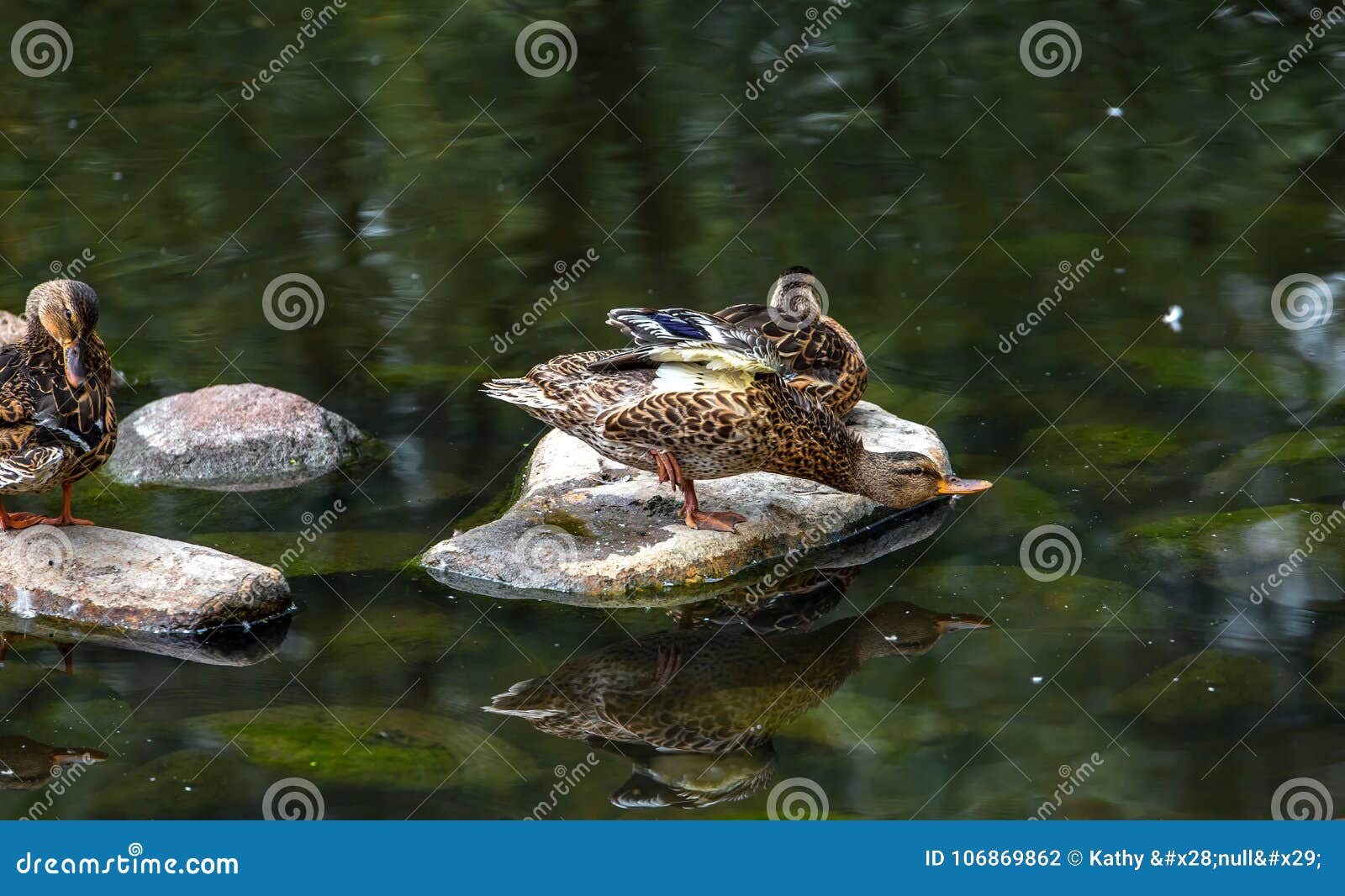 Group of Ducks Playing on Rocks in Water Stock Photo - Image of feather ...