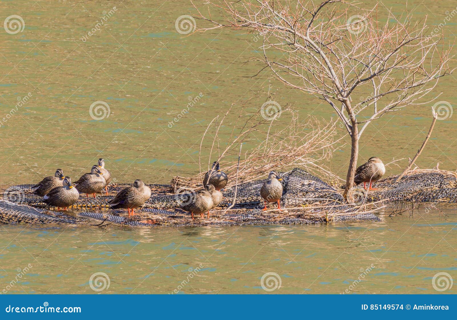 Group of ducks preening stock photo. Image of ducks, river - 85149574