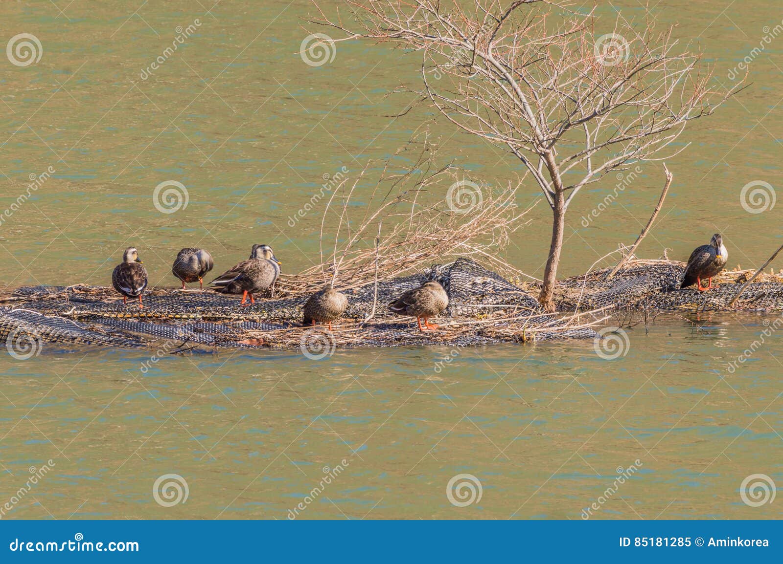 Group of ducks preening stock image. Image of natural - 85181285