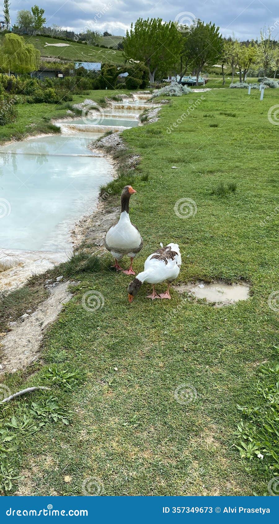 A Group of Ducks Relaxing in a Beautiful Park Stock Image - Image of ...
