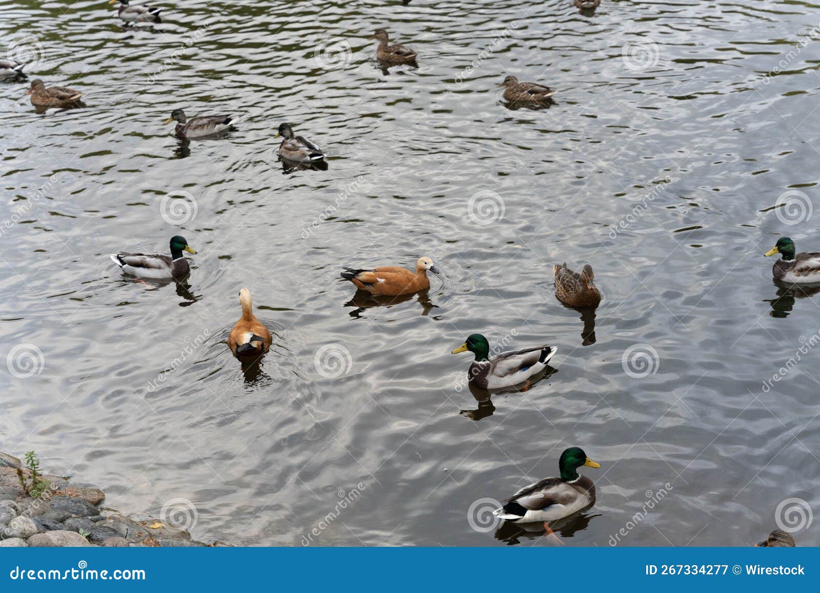 Group of Ducks Resting on the Water Surface Outdoors Stock Image ...