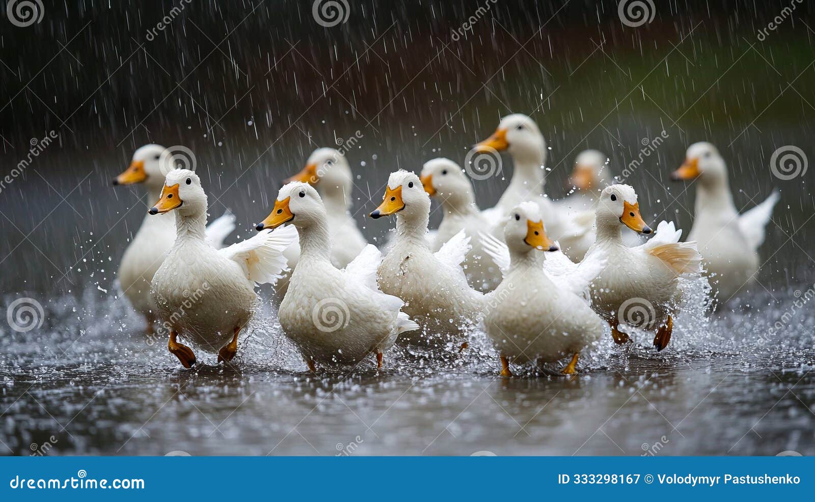 A Group of Ducks Running in the Rain in a Pond Stock Image - Image of ...
