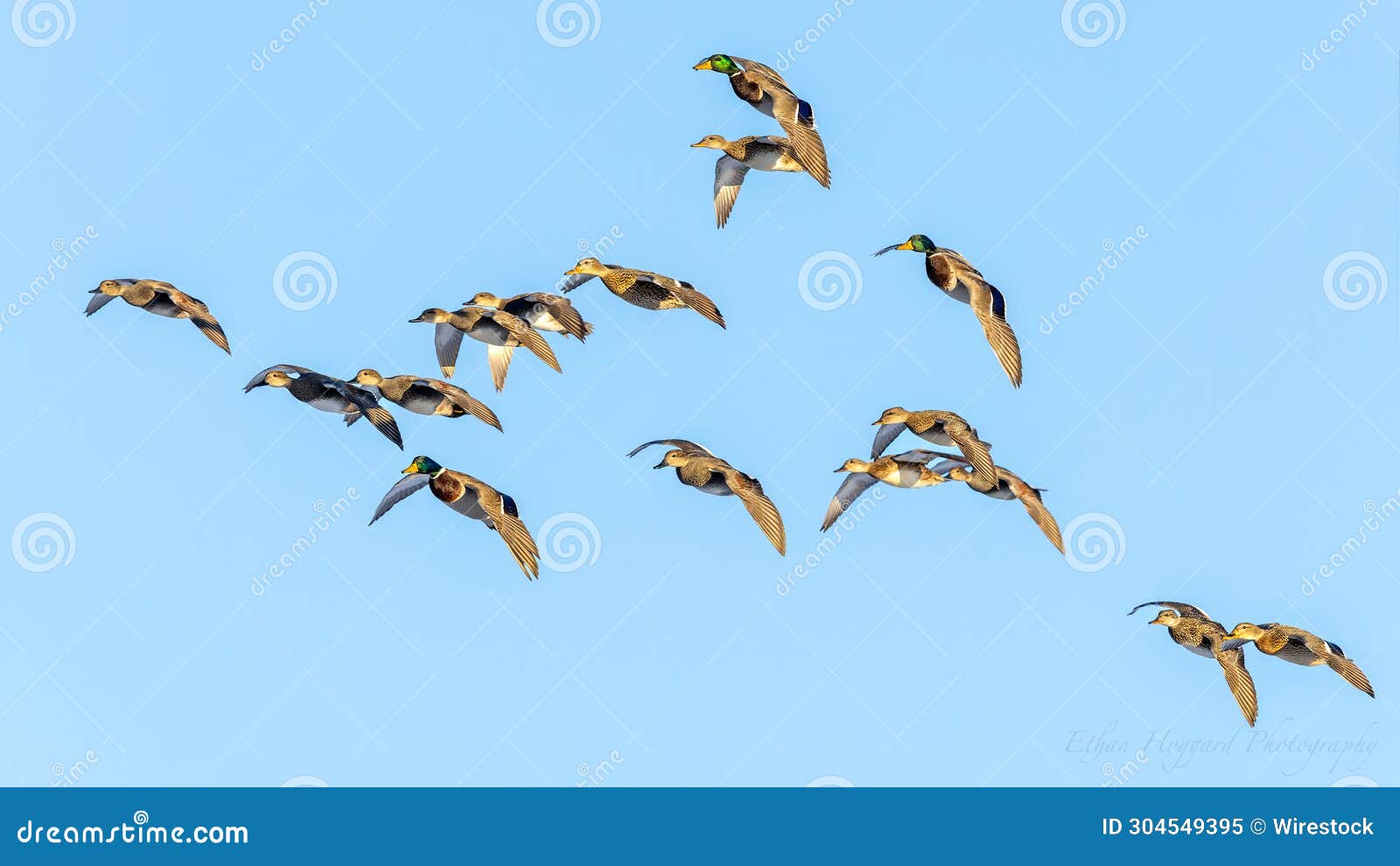 A Flock of Ducks Flying through a Blue Sky Sky Surface Stock Image ...