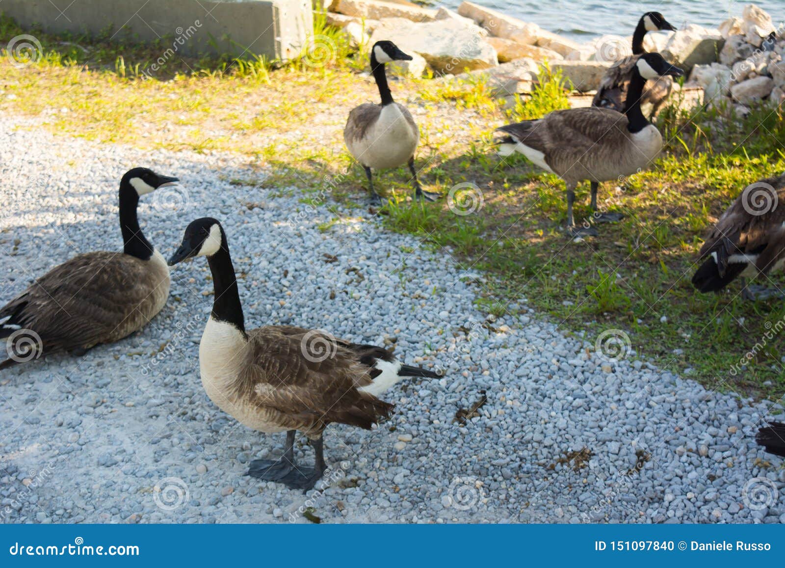 Group of Ducks Staying in a Garden Stock Photo - Image of garden ...
