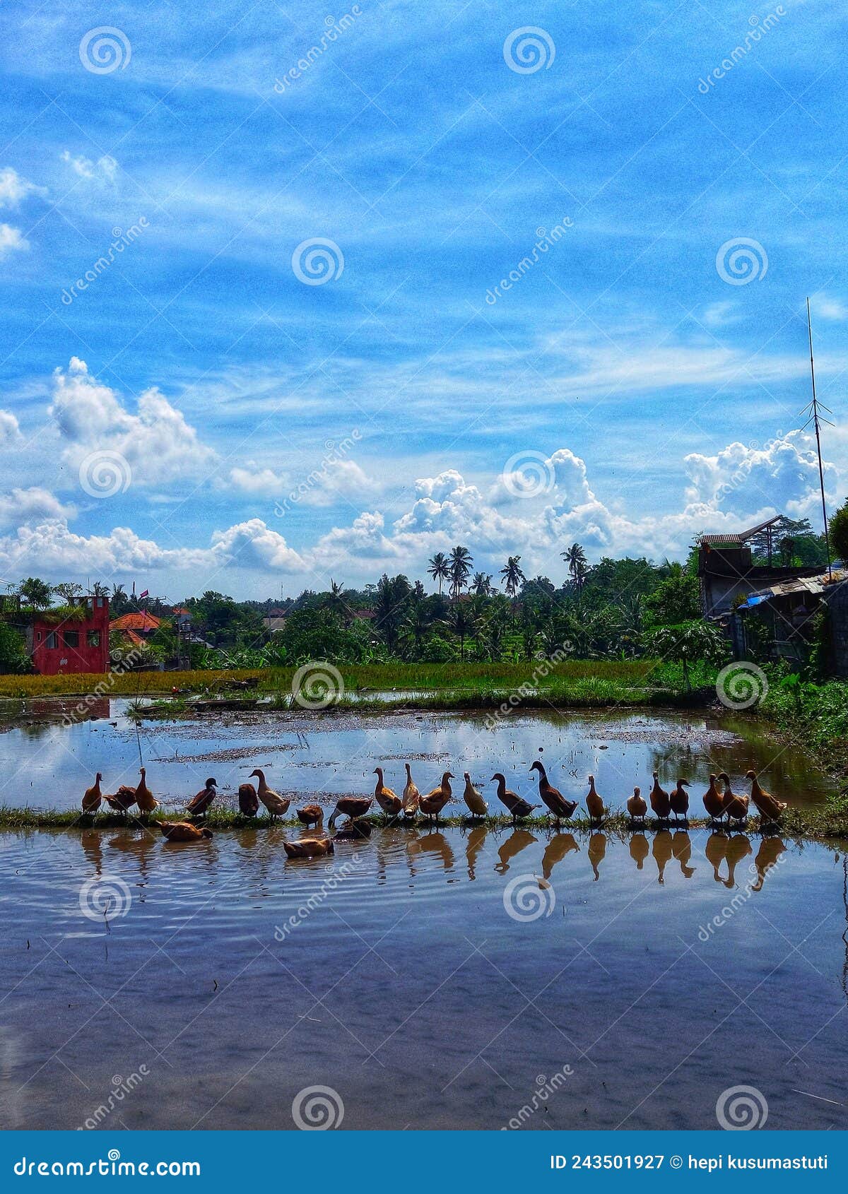 A Group of Ducks are Sunbathing and Bathing in an Unplanted Rice Field ...
