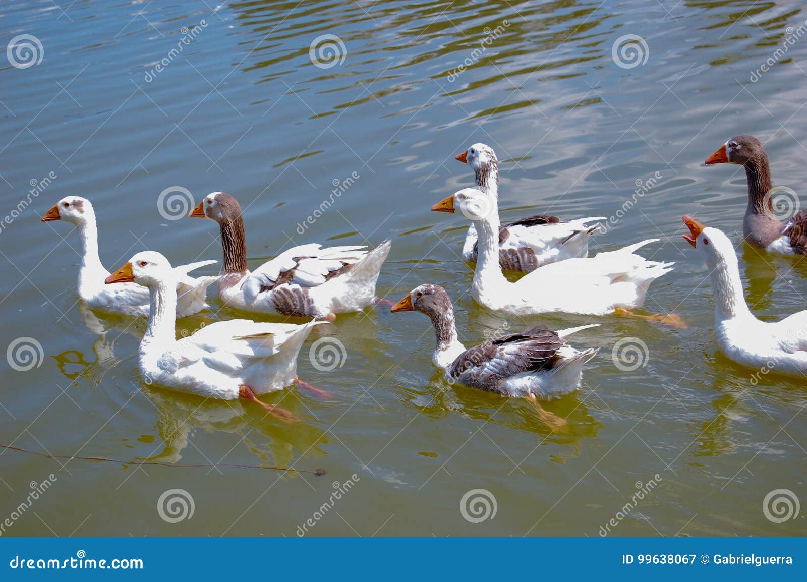 Swimming Ducks stock image. Image of domestic, cores - 99638067