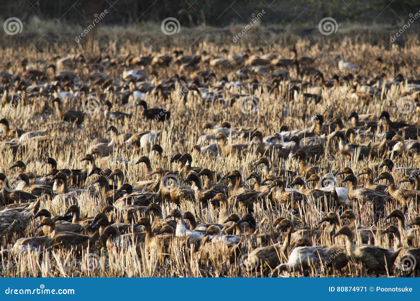 Group of ducks walking stock image. Image of chase, beautiful - 80874971