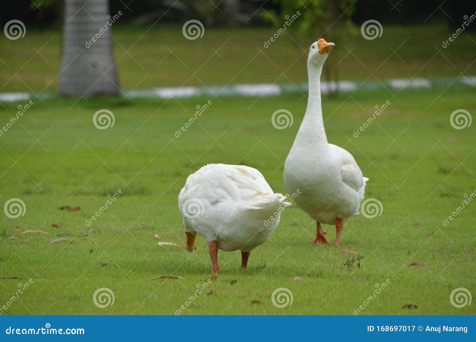 Group of Ducks Walking in a Line Family Nature at Best Stock Image ...