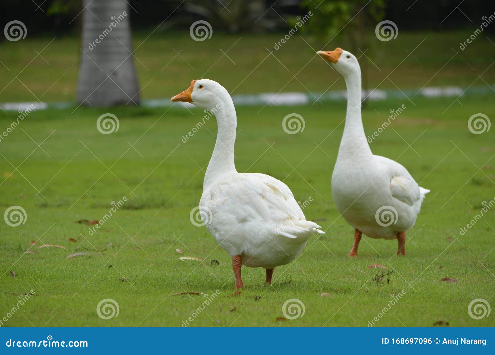 Group of Ducks Walking in a Line Family Nature at Best Stock Photo ...