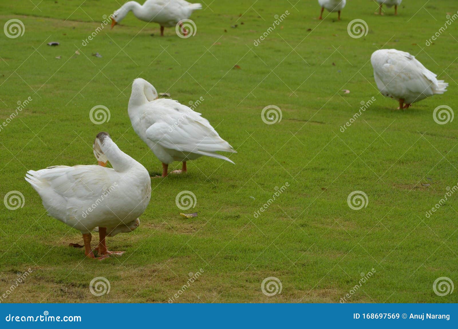Group of Ducks Walking in a Line Family Nature at Best Stock Image ...