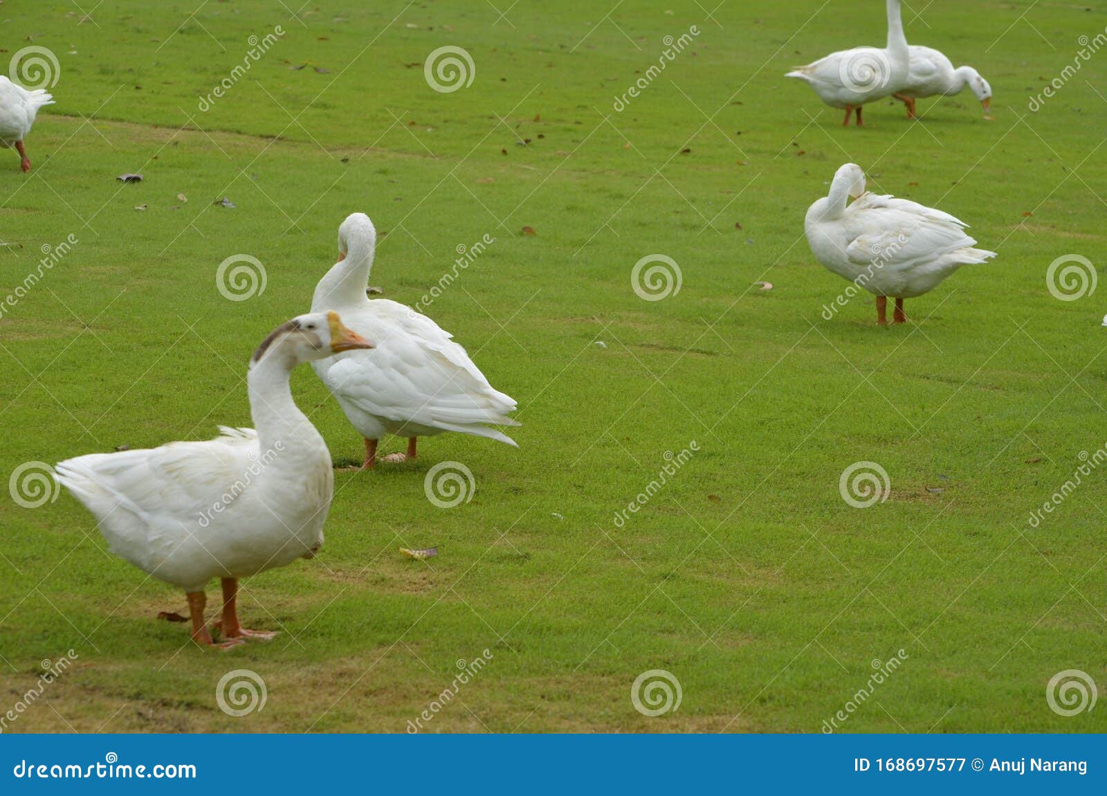Group of Ducks Walking in a Line Family Nature at Best Stock Image ...