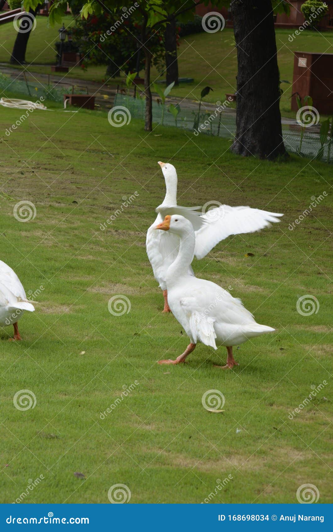Group of Ducks Walking in a Line Family Nature at Best Stock Photo ...
