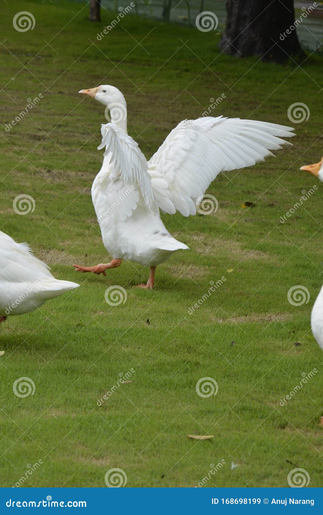 Group of Ducks Walking in a Line Family Nature at Best Stock Image ...
