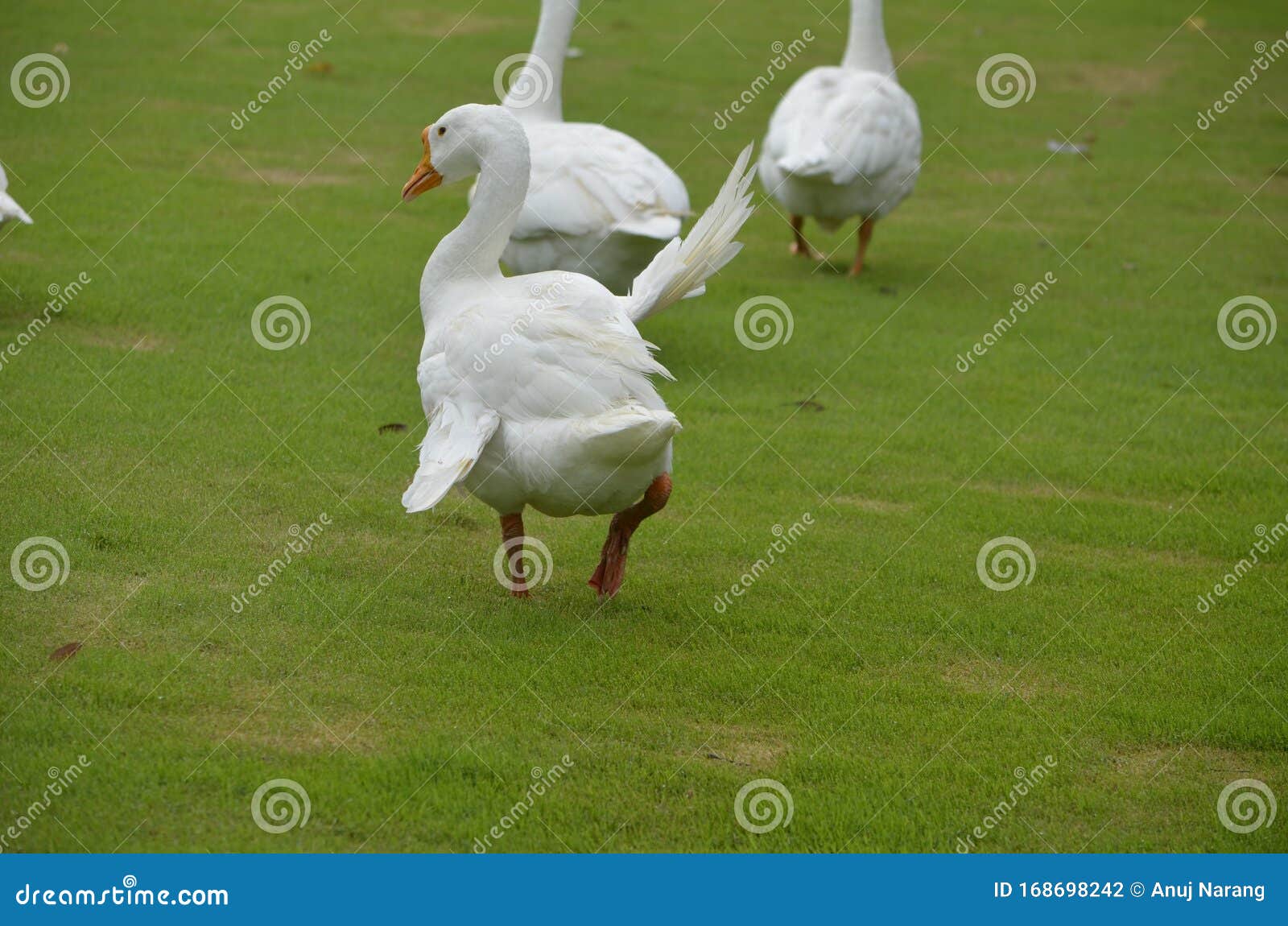 Group of Ducks Walking in a Line Family Nature at Best Stock Photo ...