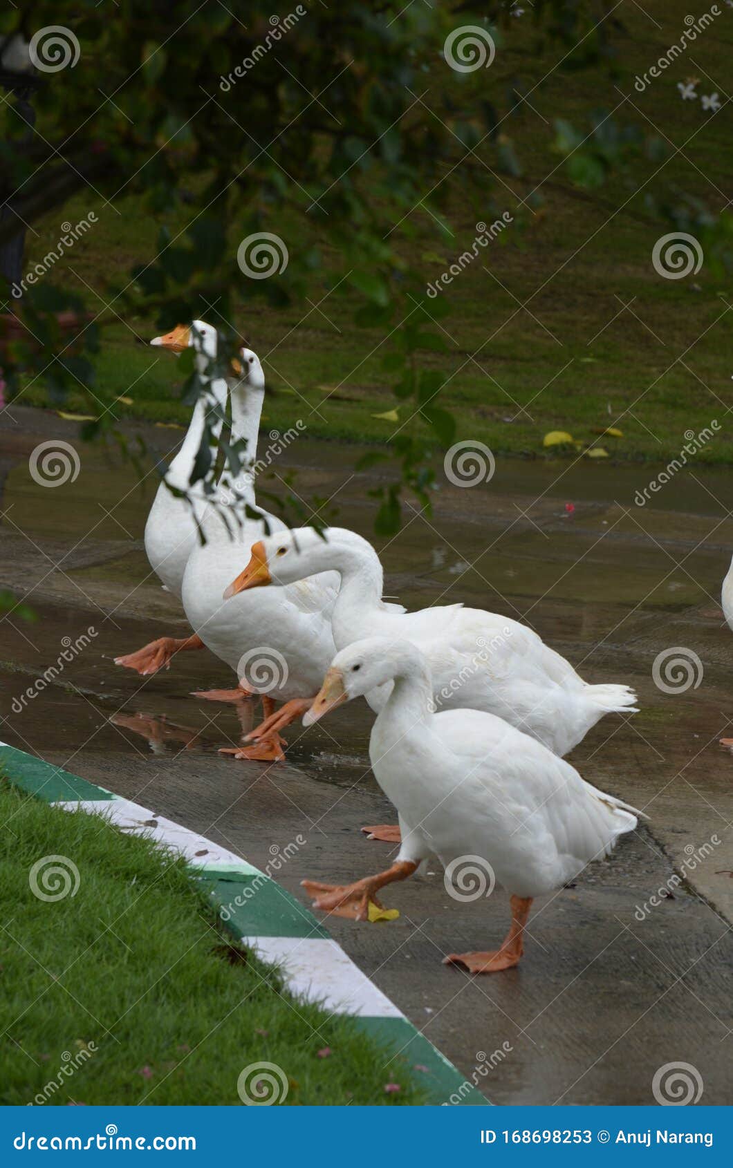 Group of Ducks Walking in a Line Family Nature at Best Stock Image ...