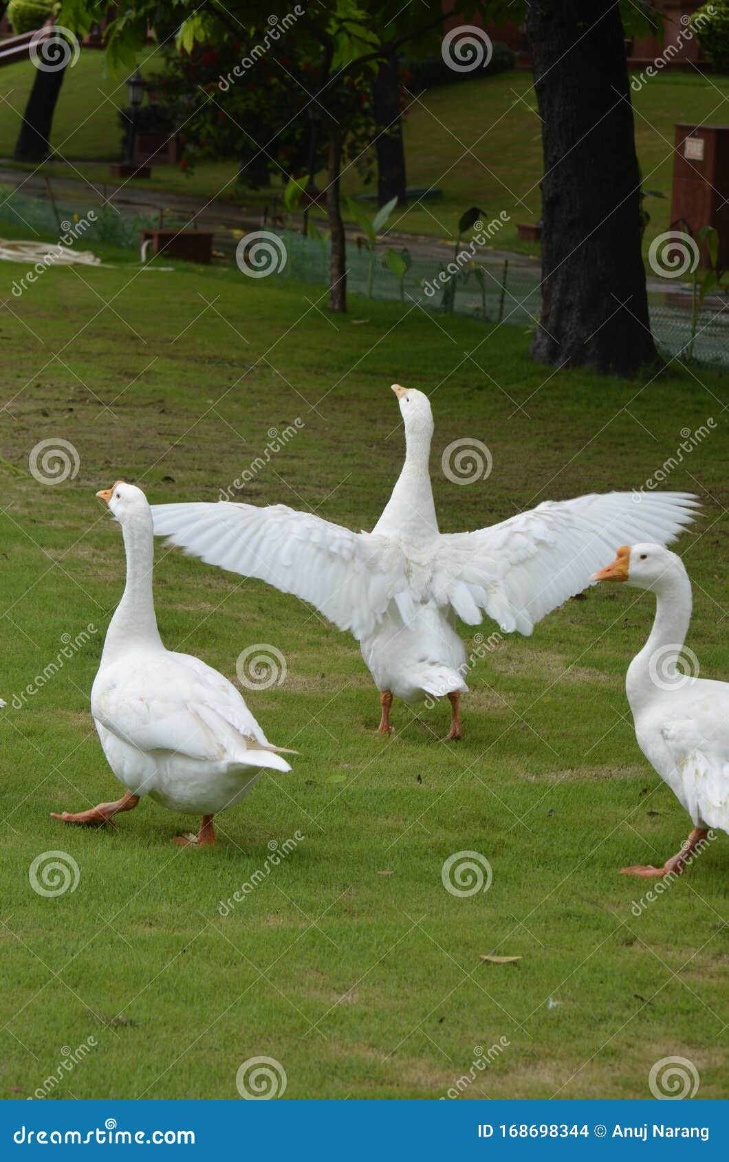 Group of Ducks Walking in a Line Family Nature at Best Stock Photo ...