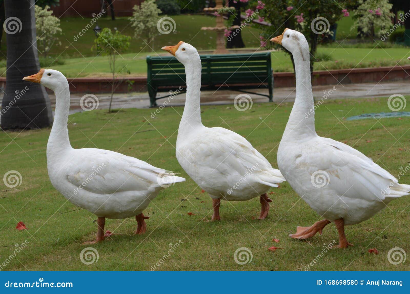 Group of Ducks Walking in a Line Family Nature at Best Stock Photo ...