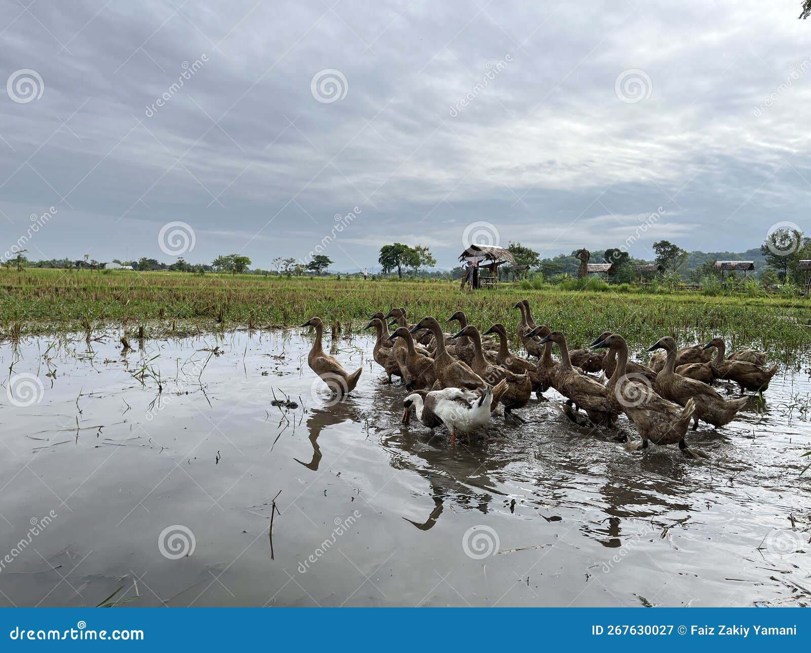 Group of Ducks in the Wet Rice Field. Stock Image - Image of group ...