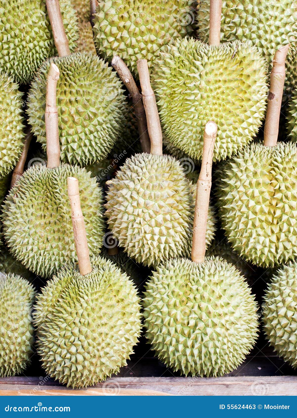 Group of durian. stock image. Image of green, natural - 55624463